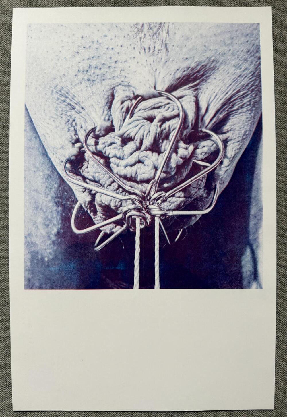 POSIWID Non-Human Biologics | Mistress Odette